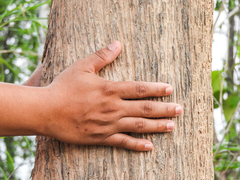 "Ancient Tree" Images – Browse 4,917 Stock Photos, Vectors, and Video ...
