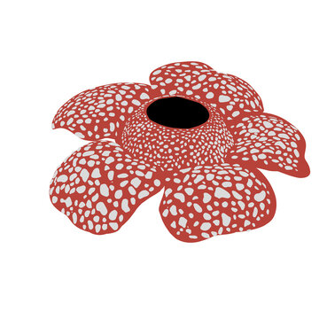 "Rafflesia Flower" Images – Browse 146 Stock Photos, Vectors, and Video ...