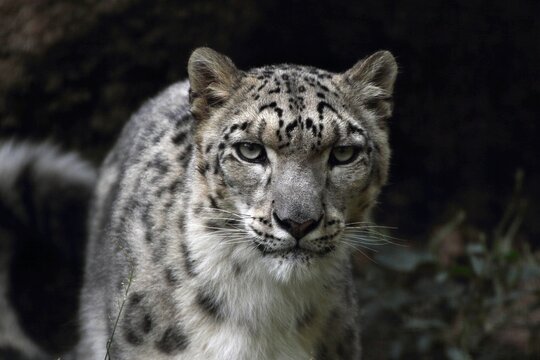 Pfettenkopf Bilder – Durchsuchen 717 Archivfotos, Vektorgrafiken und ...