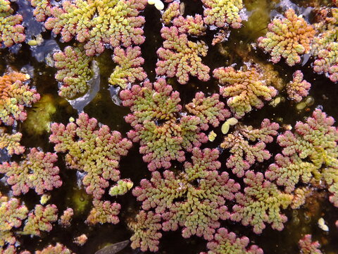 「Azola」の写真素材 | 13件の無料イラスト画像 | Adobe Stock