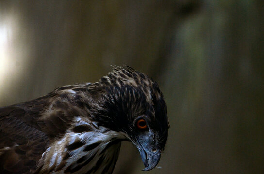 「クマタカ」の写真素材 | 803件の無料イラスト画像 | Adobe Stock