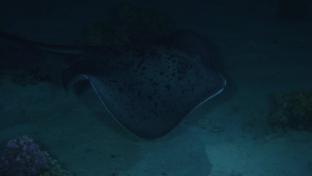 Sting-Ray Bilder – Durchsuchen 32,456 Archivfotos, Vektorgrafiken und ...