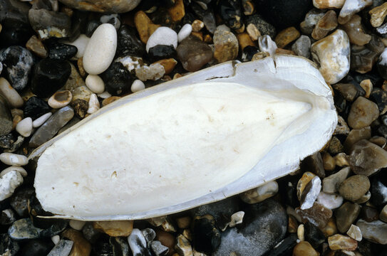 Seiche Images – Browse 4,755 Stock Photos, Vectors, and Video | Adobe Stock