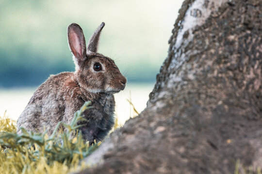 Mixie Images – Browse 54 Stock Photos, Vectors, and Video | Adobe Stock