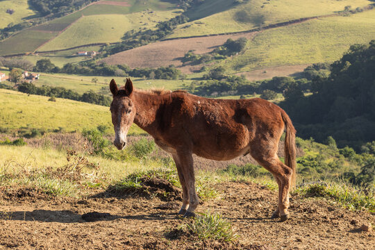 "Brown Donkey" Images – Browse 198 Stock Photos, Vectors, and Video ...