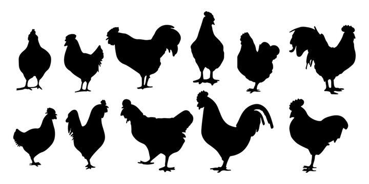 รูปภาพCockrel – เลือกดูภาพถ่ายสต็อก เวกเตอร์ และวิดีโอ253,683 | Adobe Stock