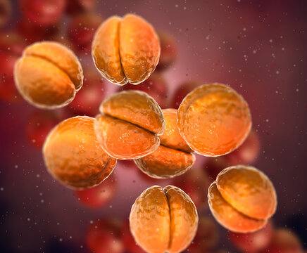 Bazillus Bilder – Durchsuchen 48,820 Archivfotos, Vektorgrafiken und ...