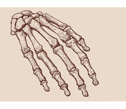 "Skeleton Hand"-Bilder: Stock-Fotos & -Videos. | Adobe Stock