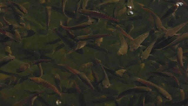 Murrel 이미지 – 찾아보기 525 스톡 사진, 벡터 및 비디오 | Adobe Stock