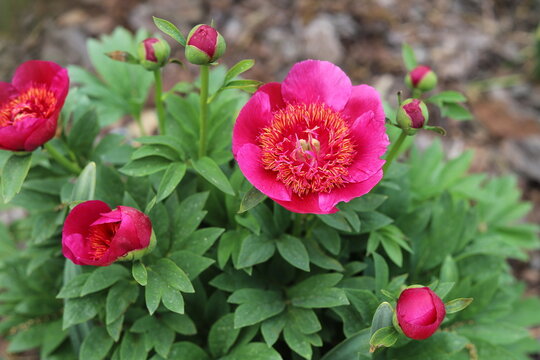 "Common Peony" Images – Browse 2,766 Stock Photos, Vectors, and Video ...