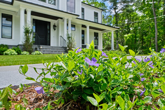 "Creeping Myrtle"-Bilder: Stock-Fotos & -Videos. | Adobe Stock