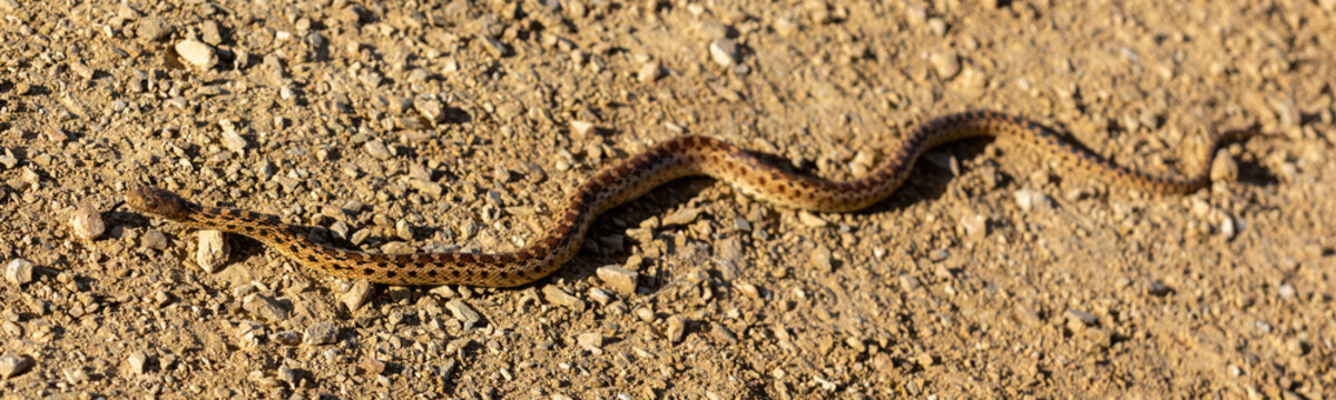 Baby Gopher Snake