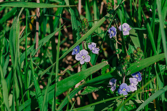 รูปภาพFlovers – เลือกดูภาพถ่ายสต็อก เวกเตอร์ และวิดีโอ2,784 | Adobe Stock
