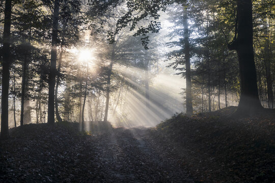รูปภาพNebelig – เลือกดูภาพถ่ายสต็อก เวกเตอร์ และวิดีโอ14,118 | Adobe Stock