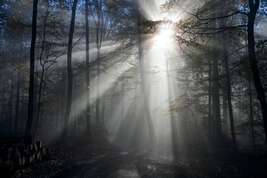 รูปภาพNebelig – เลือกดูภาพถ่ายสต็อก เวกเตอร์ และวิดีโอ14,118 | Adobe Stock