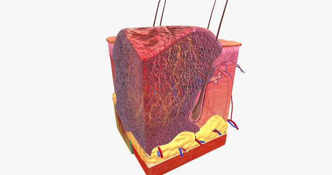 Basaliom-Bilder: Stock-Fotos & -Videos. | Adobe Stock