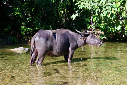 รูปภาพTamaraw – เลือกดูภาพถ่ายสต็อก เวกเตอร์ และวิดีโอ250 | Adobe Stock