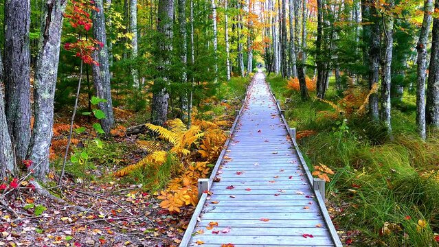 "Board Walk" Images – Browse 199,955 Stock Photos, Vectors, and Video ...