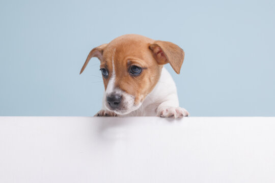 Not Amused Puppy