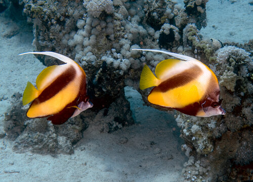 "Fishes Of The Red Sea" Images – Browse 362 Stock Photos, Vectors, and ...