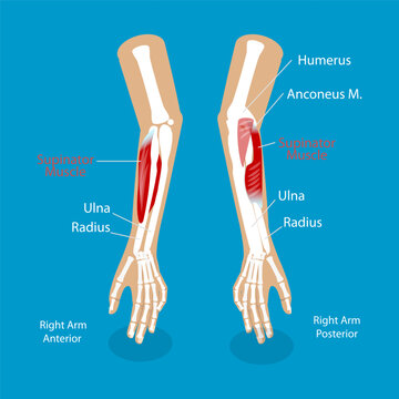 Pronator Teres And Supinator