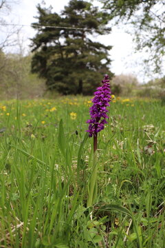 Satyrion Images – Browse 98 Stock Photos, Vectors, and Video | Adobe Stock