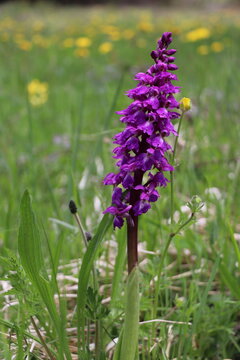 Satyrion Images – Browse 98 Stock Photos, Vectors, and Video | Adobe Stock