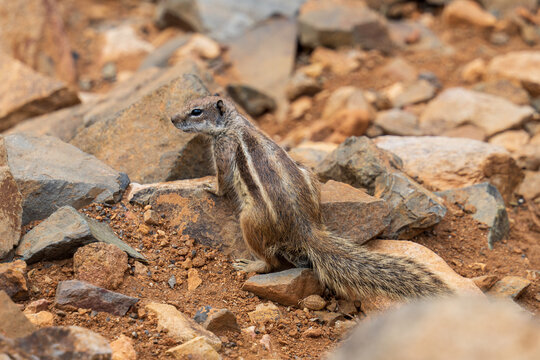 รูปภาพArdillas – เลือกดูภาพถ่ายสต็อก เวกเตอร์ และวิดีโอ374 | Adobe Stock