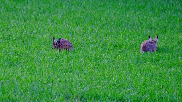 Lagomorphe Images – Parcourir 5,421 le catalogue de photos, vecteurs et ...