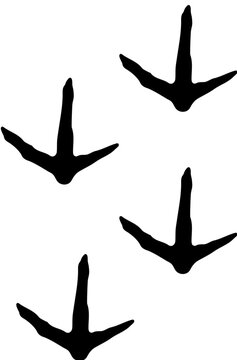Turkey Tracks Clipart