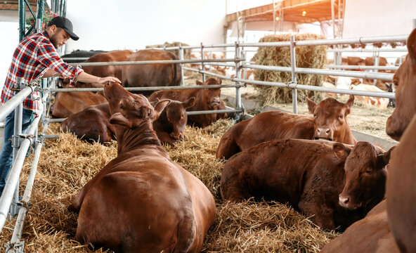 "Cow Barn" Bilder – Durchsuchen 43,050 Archivfotos, Vektorgrafiken und ...