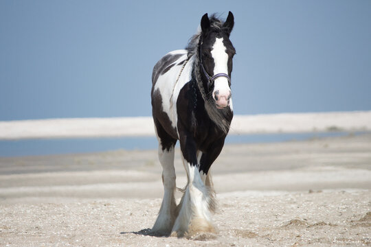"Gypsy Vanner" Images – Browse 2,541 Stock Photos, Vectors, and Video ...