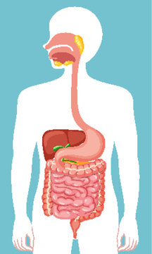 Cartoon Digestive System Images – Browse 16,538 Stock Photos, Vectors ...