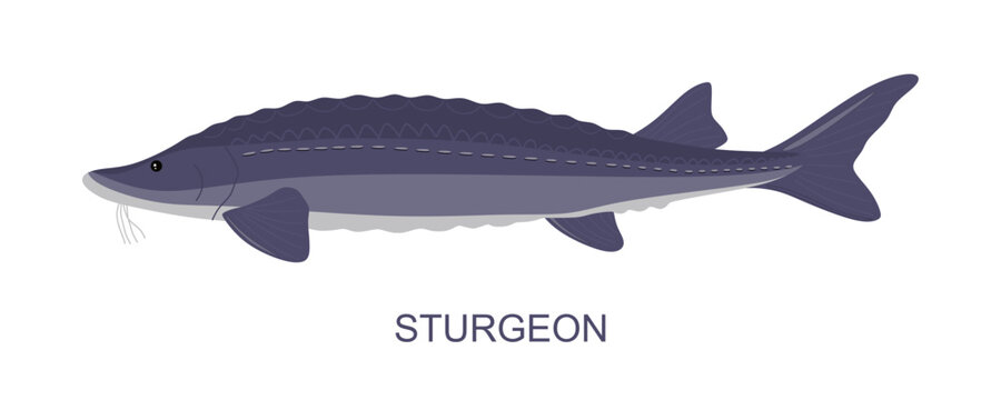 "Sturgeon Fish" Images – Browse 351 Stock Photos, Vectors, and Video ...