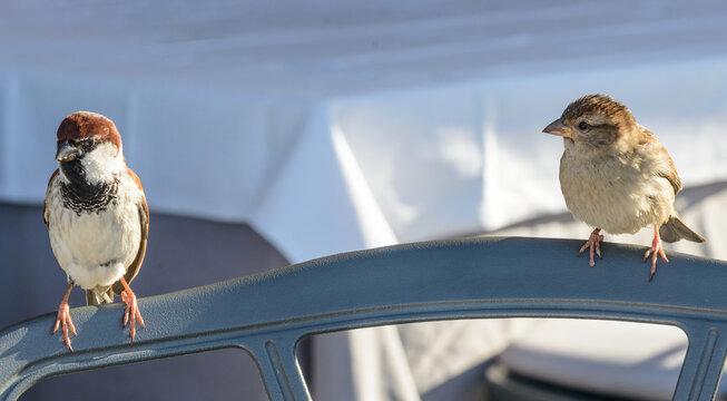 Imágenes de Passerotti: descubre bancos de fotos, ilustraciones ...