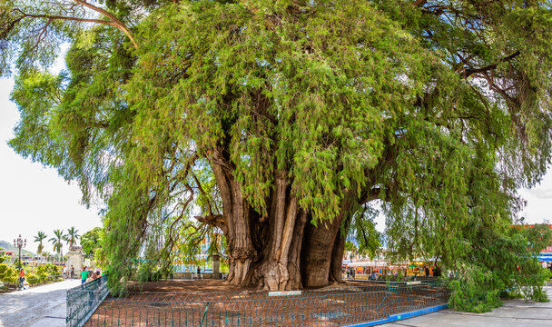 "Tule Tree" Bilder – Durchsuchen 459 Archivfotos, Vektorgrafiken und ...