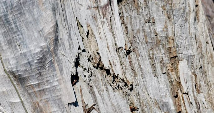 Splintered Images – Browse 96,206 Stock Photos, Vectors, and Video ...