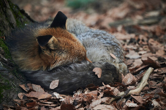 "Carnivorous Animal" bilder – Bläddra bland 937,562 stockfoton ...