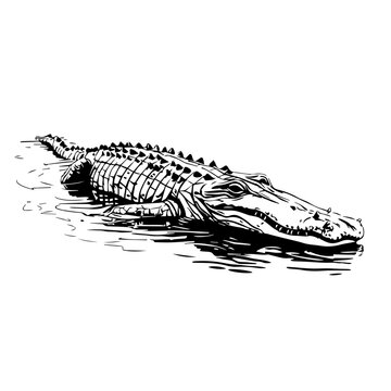 Alligator In Water Drawing