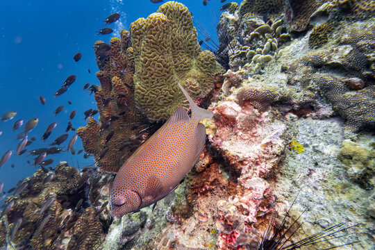 รูปภาพ"Spot Fish" – เลือกดูภาพถ่ายสต็อก เวกเตอร์ และวิดีโอ541 | Adobe Stock