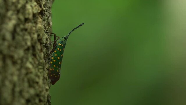 Pyrops Images – Browse 707 Stock Photos, Vectors, and Video | Adobe Stock