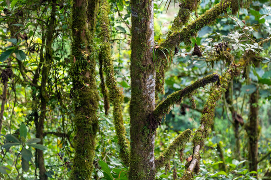 10 Medicinal Plants Only Seen In The Amazon Rainforest, 44% OFF