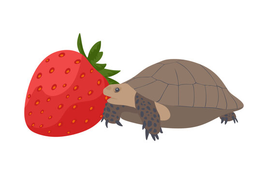 Turtle Eating Strawberry Wallpaper