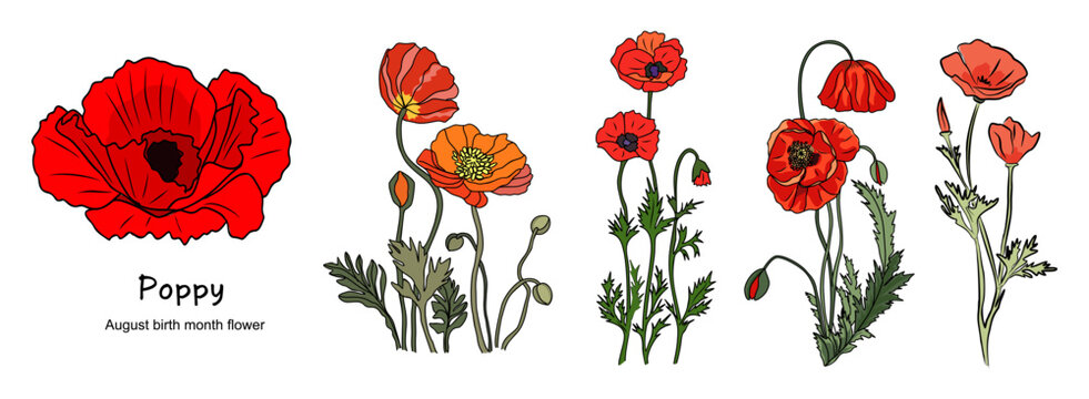 August Flowers Images – Browse 62,335 Stock Photos, Vectors, and Video ...