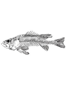 Salmon Skeleton