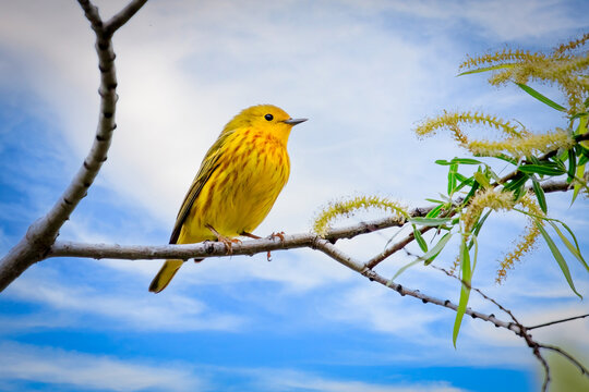 Petechien Bilder – Durchsuchen 575 Archivfotos, Vektorgrafiken und ...