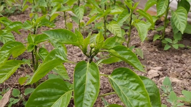 "Chilli Plant" 影像 – 瀏覽 137 個素材庫相片、向量圖和影片 | Adobe Stock