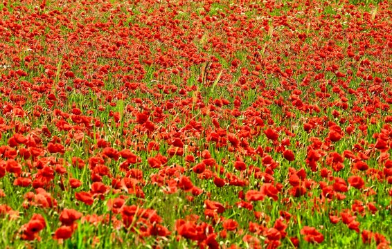 Mohnblumenwiese Bilder – Durchsuchen 178,875 Archivfotos ...