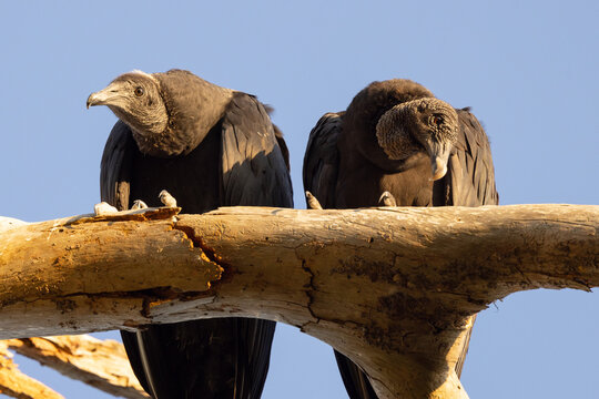 Aasgeier Bilder – Durchsuchen 6,882 Archivfotos, Vektorgrafiken und ...