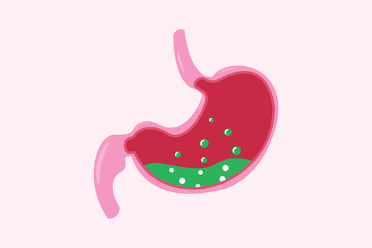Real Stomach Inside